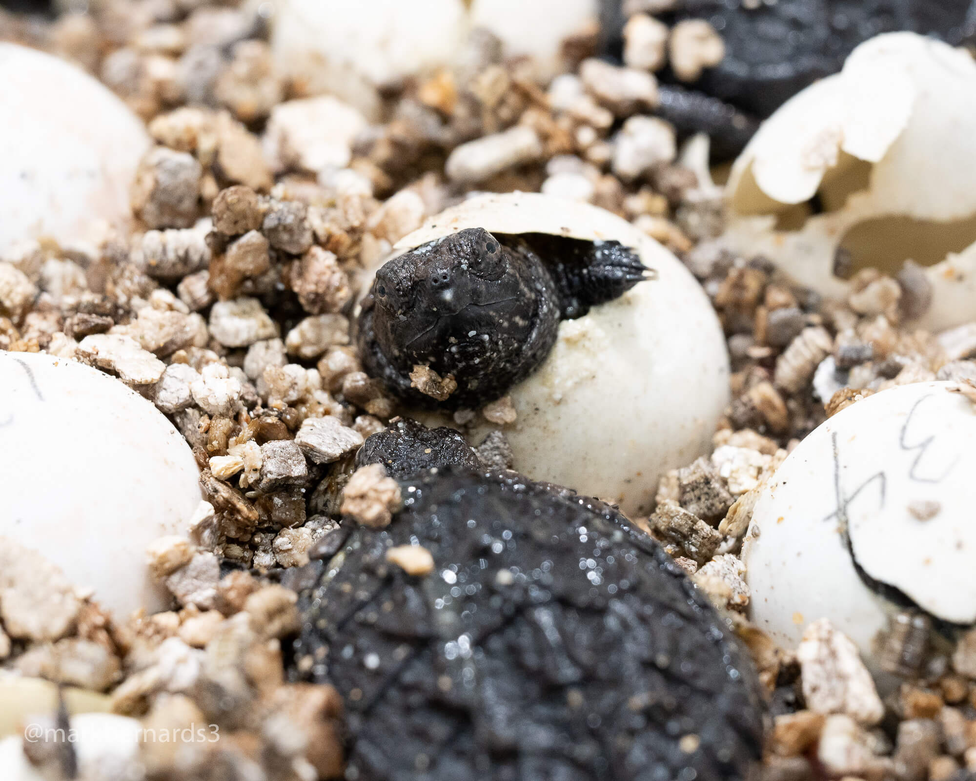 Turtle Takeover at River House - Ottawa Riverkeeper | Garde-rivière des ...