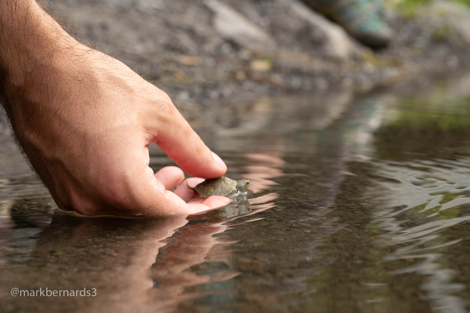 Turtle Takeover at River House - Ottawa Riverkeeper | Garde-rivière des ...