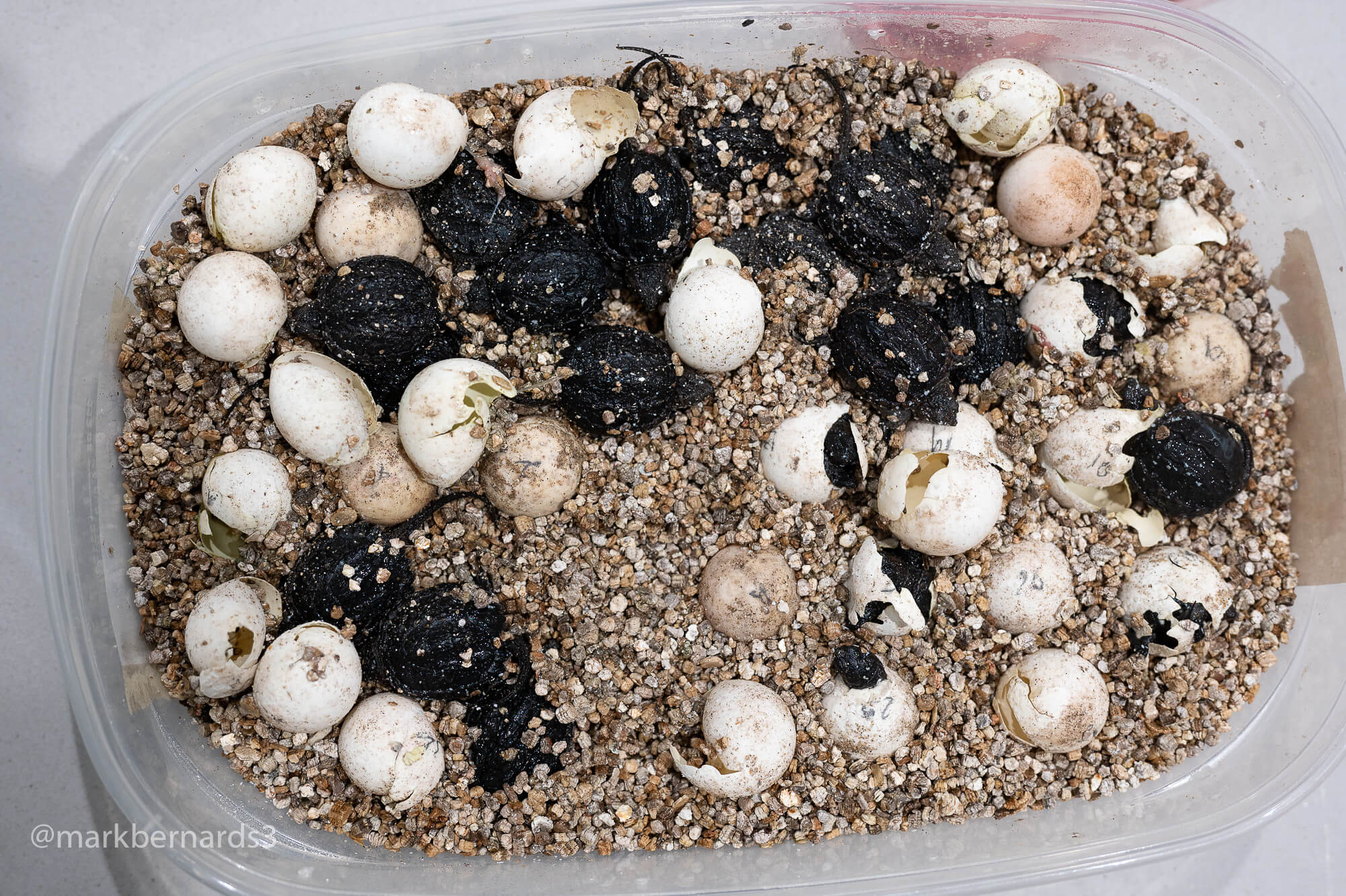 Turtle Takeover at River House - Ottawa Riverkeeper | Garde-rivière des ...